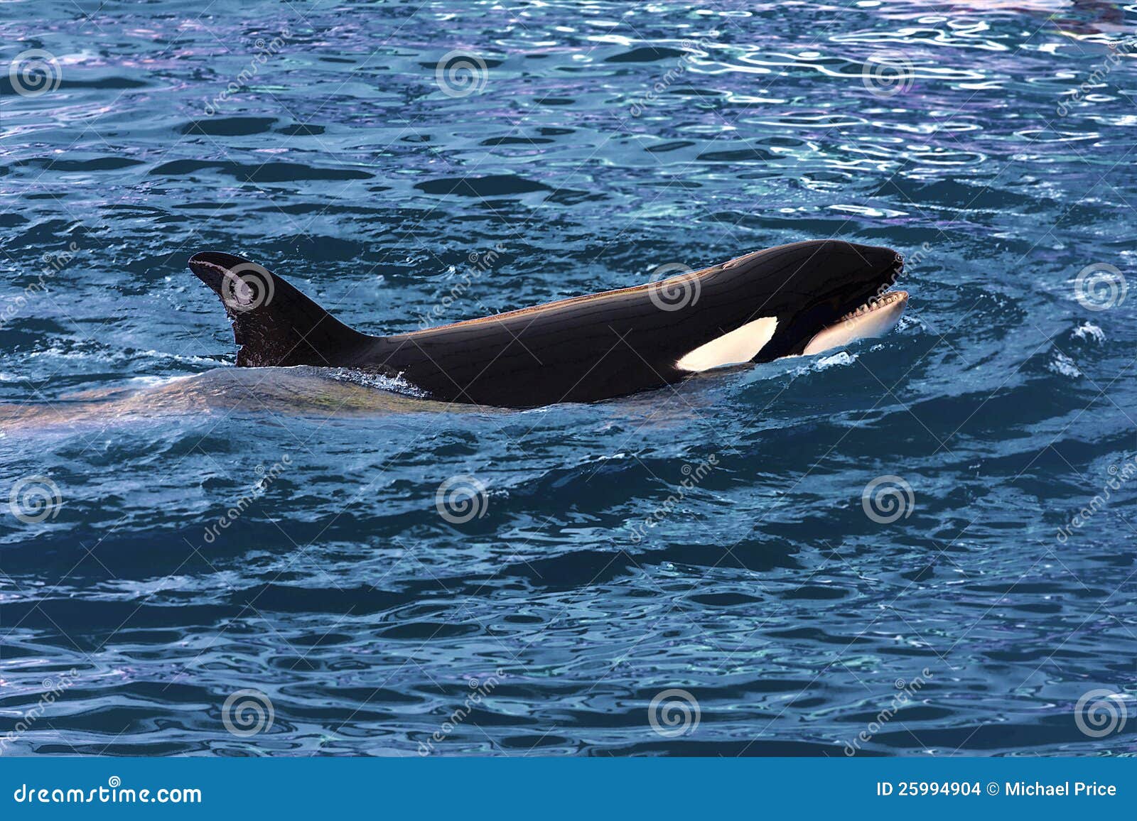 A Swimming Killer Whale (Orca Orcinus) Stock Photo - Image of mammal ...