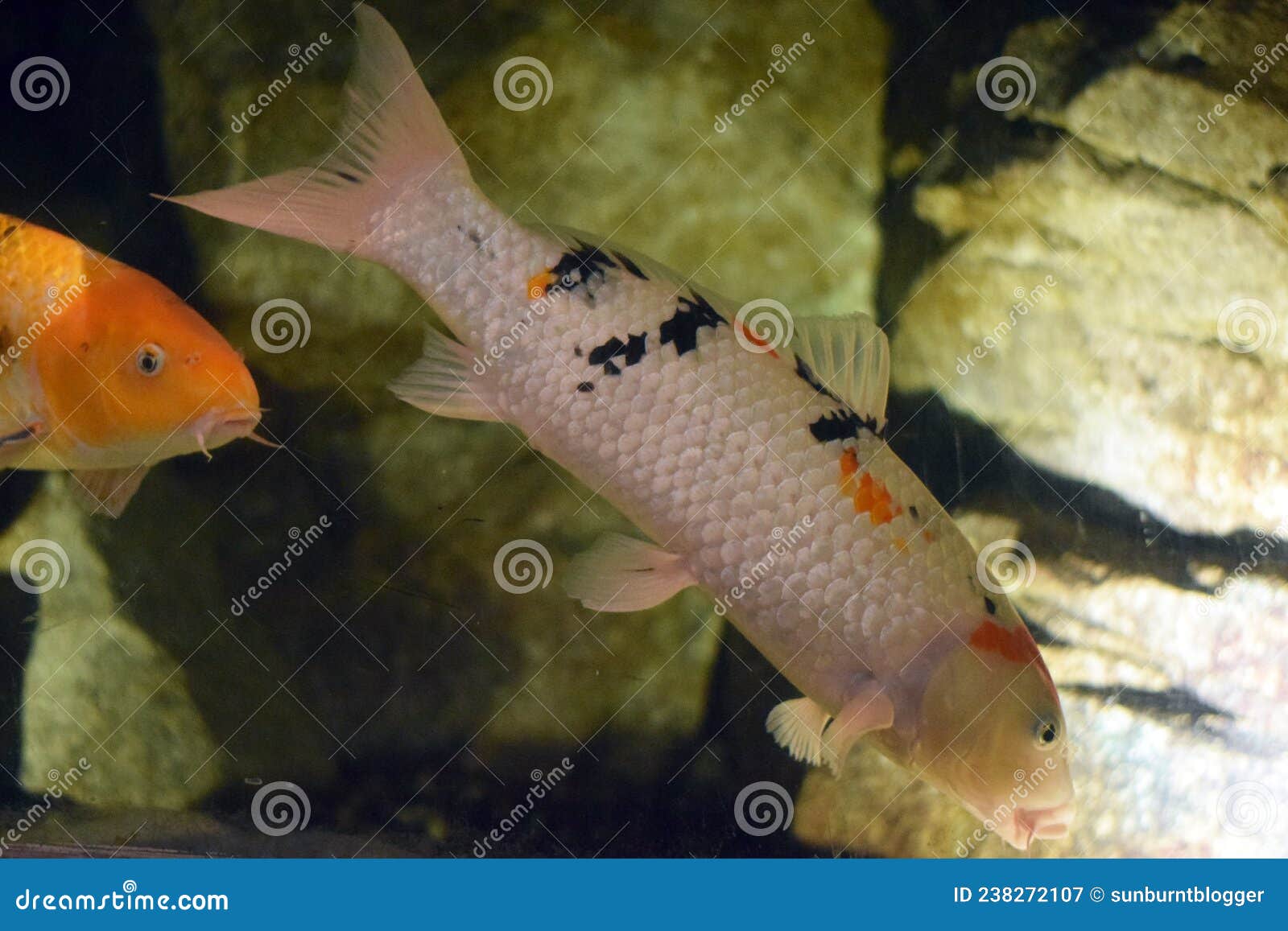 Swimming Koi fish stock image. Image of glass, events - 238272107