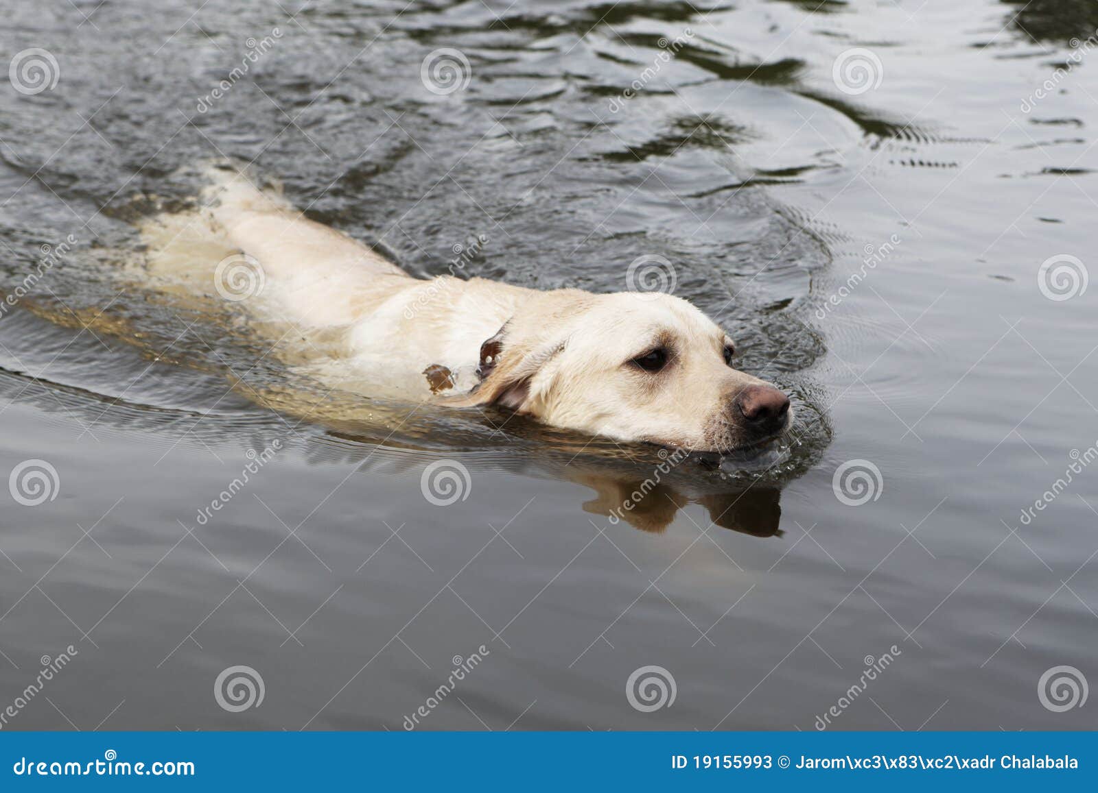 Swimming labrador stock image. Image of lake, purebred - 19155993