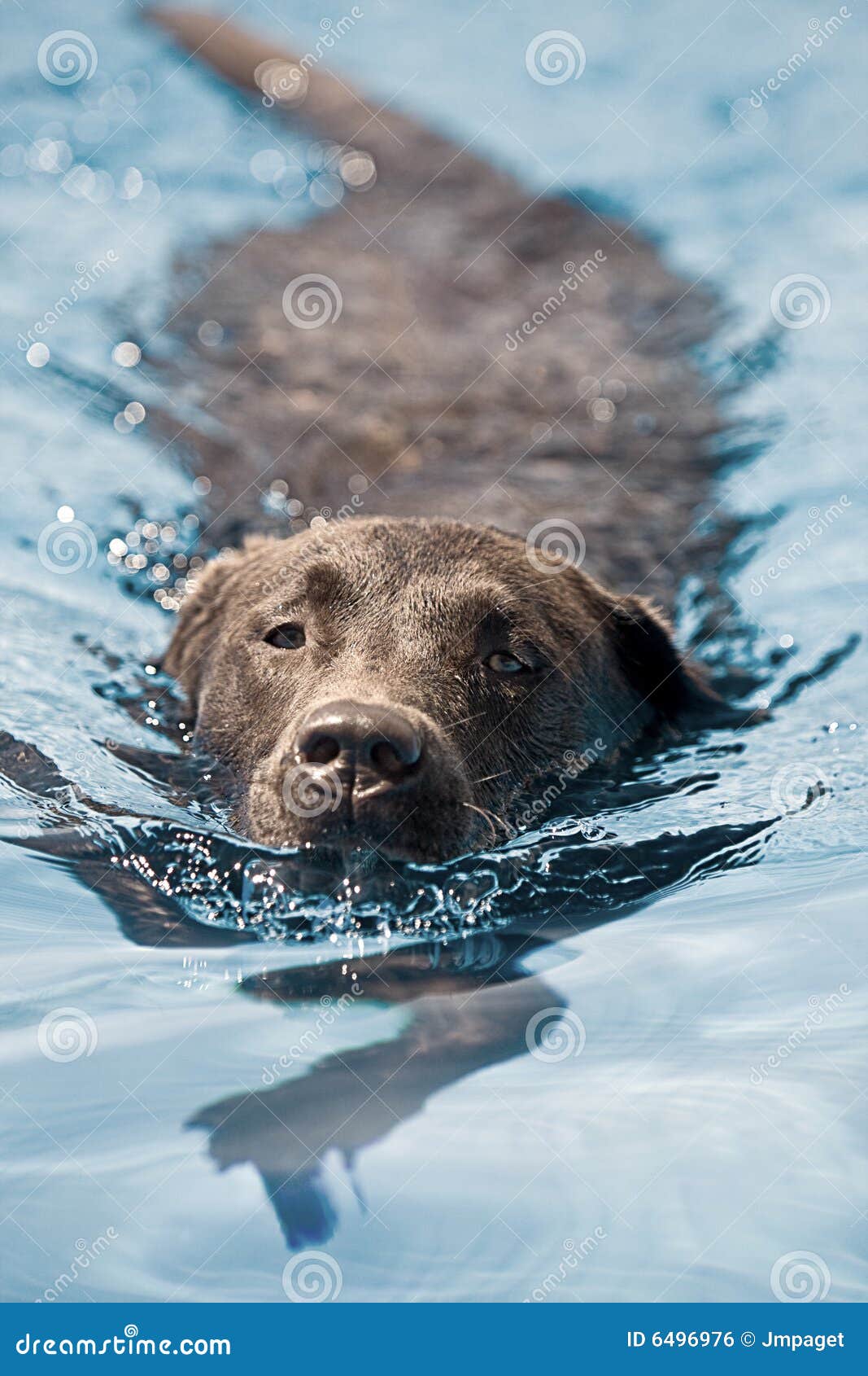 Swimming Labrador stock photo. Image of doggy, brown, liver - 6496976