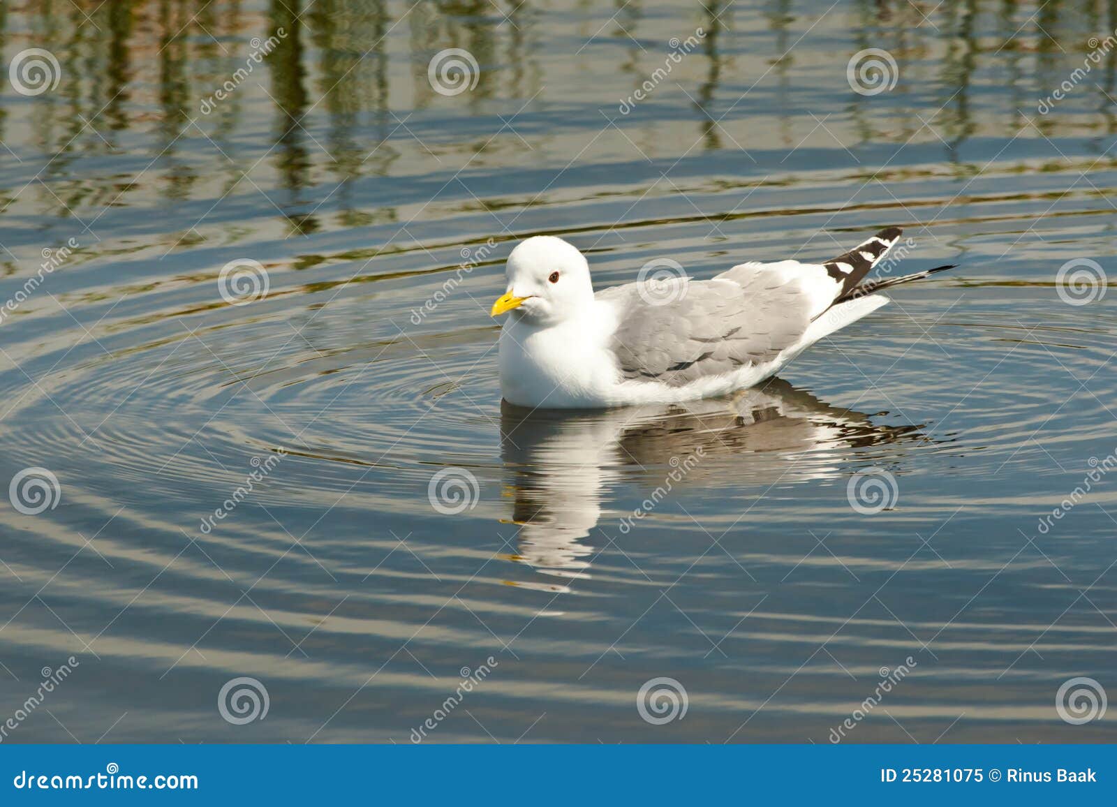 Swimming Mew Gull stock image. Image of face, bird, yellow - 25281075