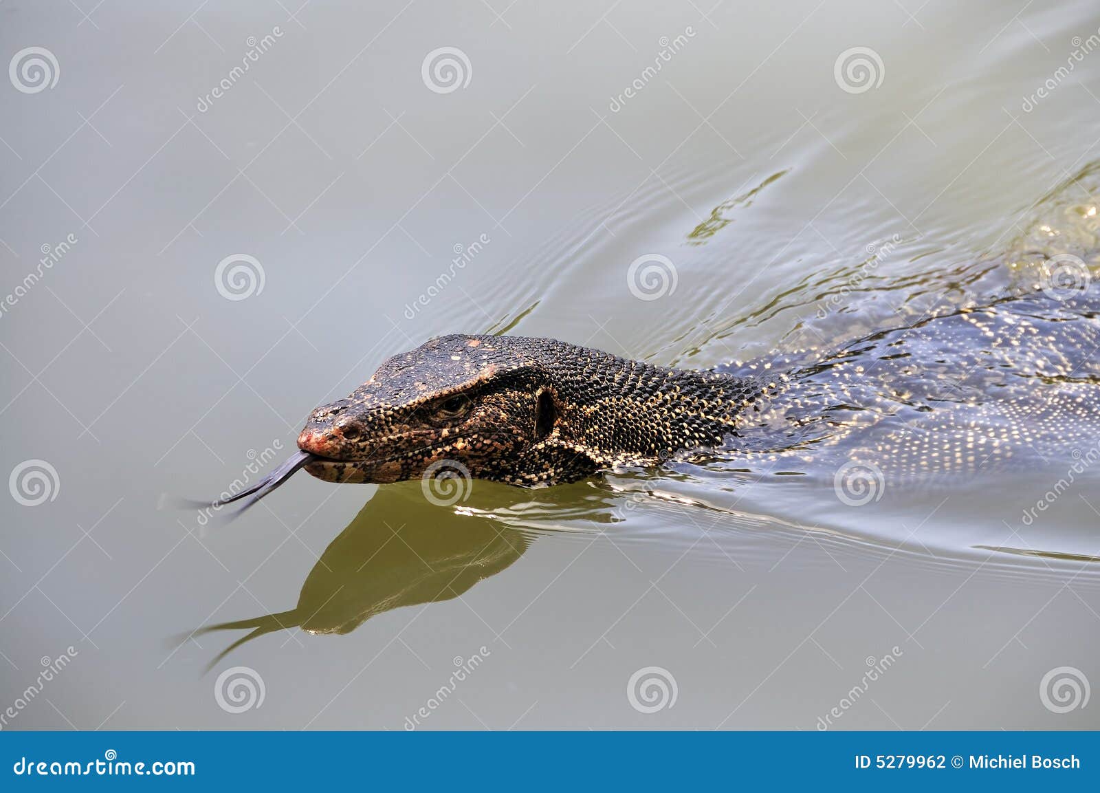 Swimming monitor lizard stock photo. Image of move, dragon - 5279962