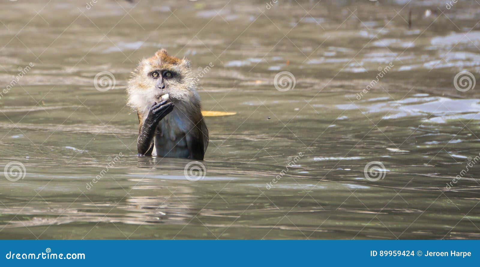 Swimming Monkey Looking into the Camera Stock Photo - Image of swimming ...