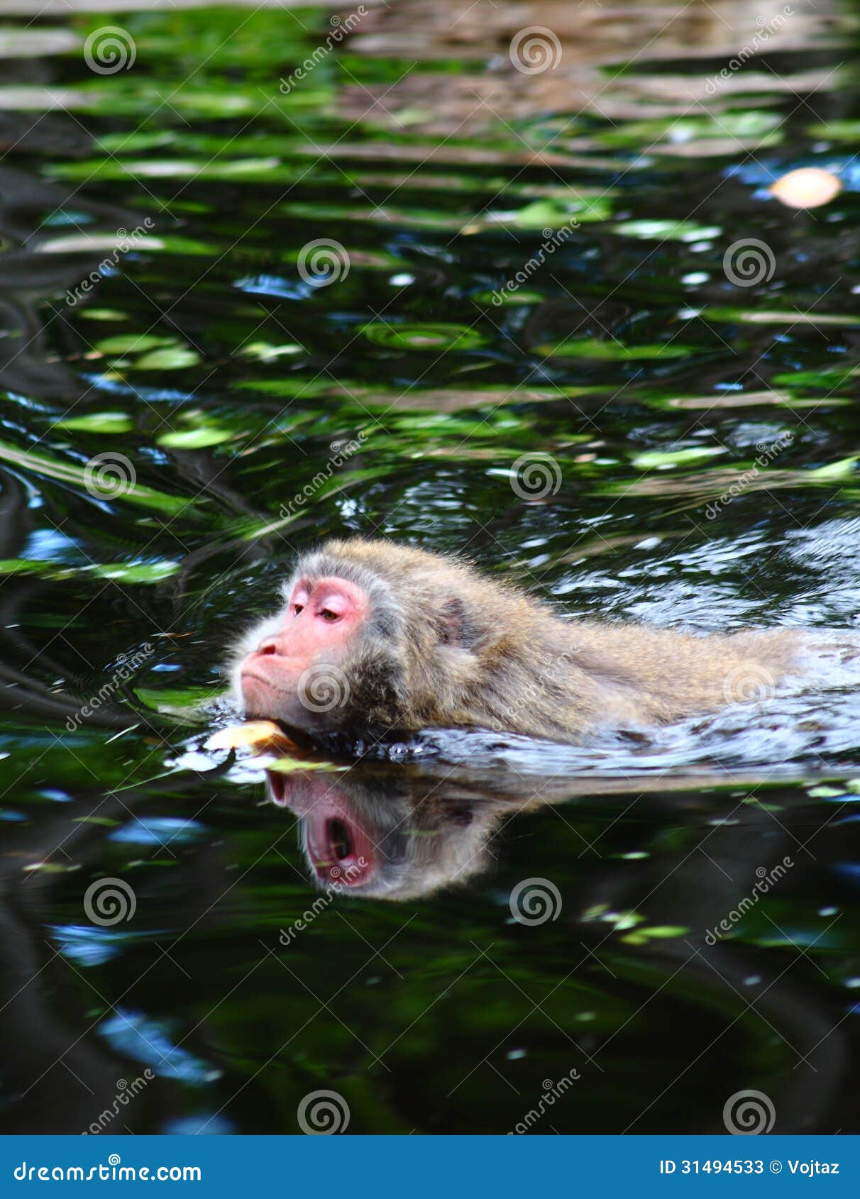 Swimming Monkey stock image. Image of monkey, nature - 31494533