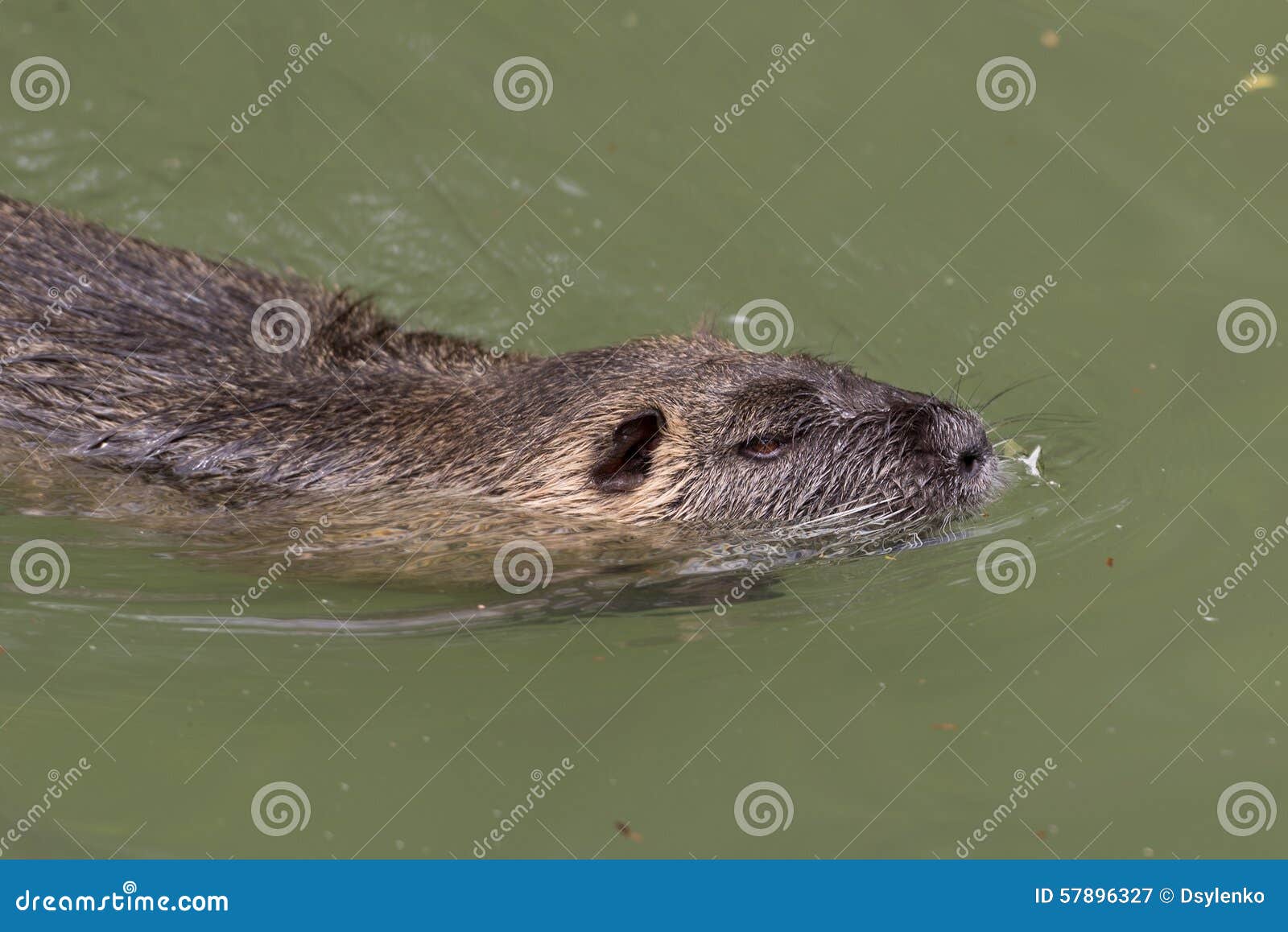 Swimming nutria stock image. Image of fauna, wild, mammal - 57896327