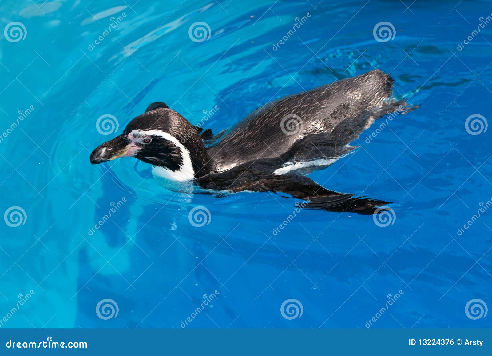 Swimming penguin stock photo. Image of aquatic, wildlife - 13224376