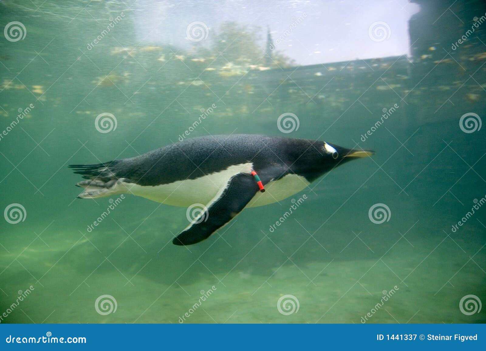 Swimming penguin stock image. Image of penguins, swimming - 1441337