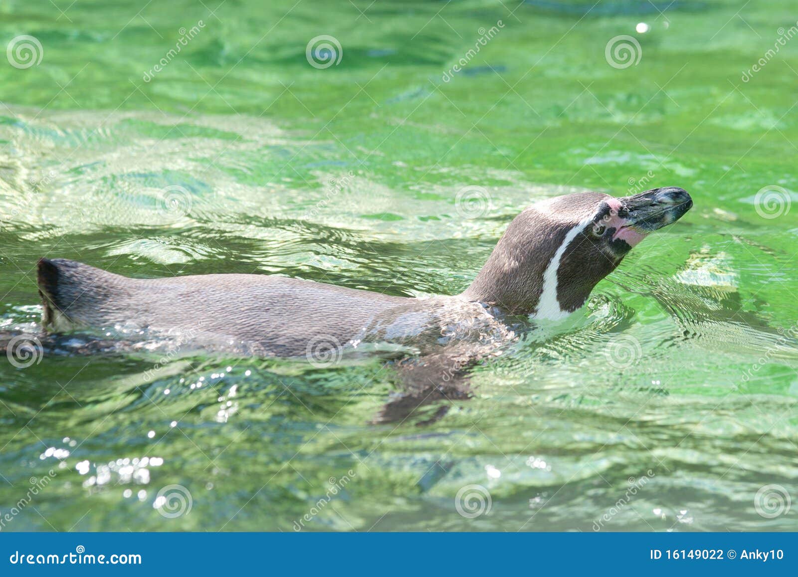 Swimming Penguin stock photo. Image of antarctica, demersus - 16149022