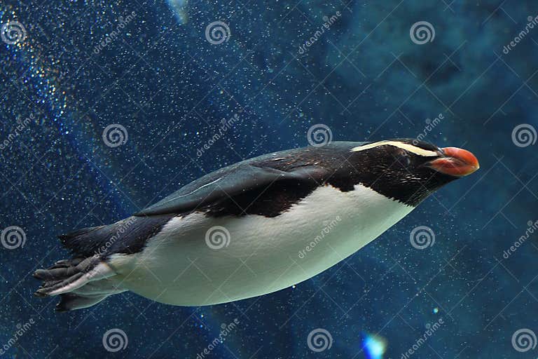 Swimming Penguin stock image. Image of sunlight, wildlife - 17044575