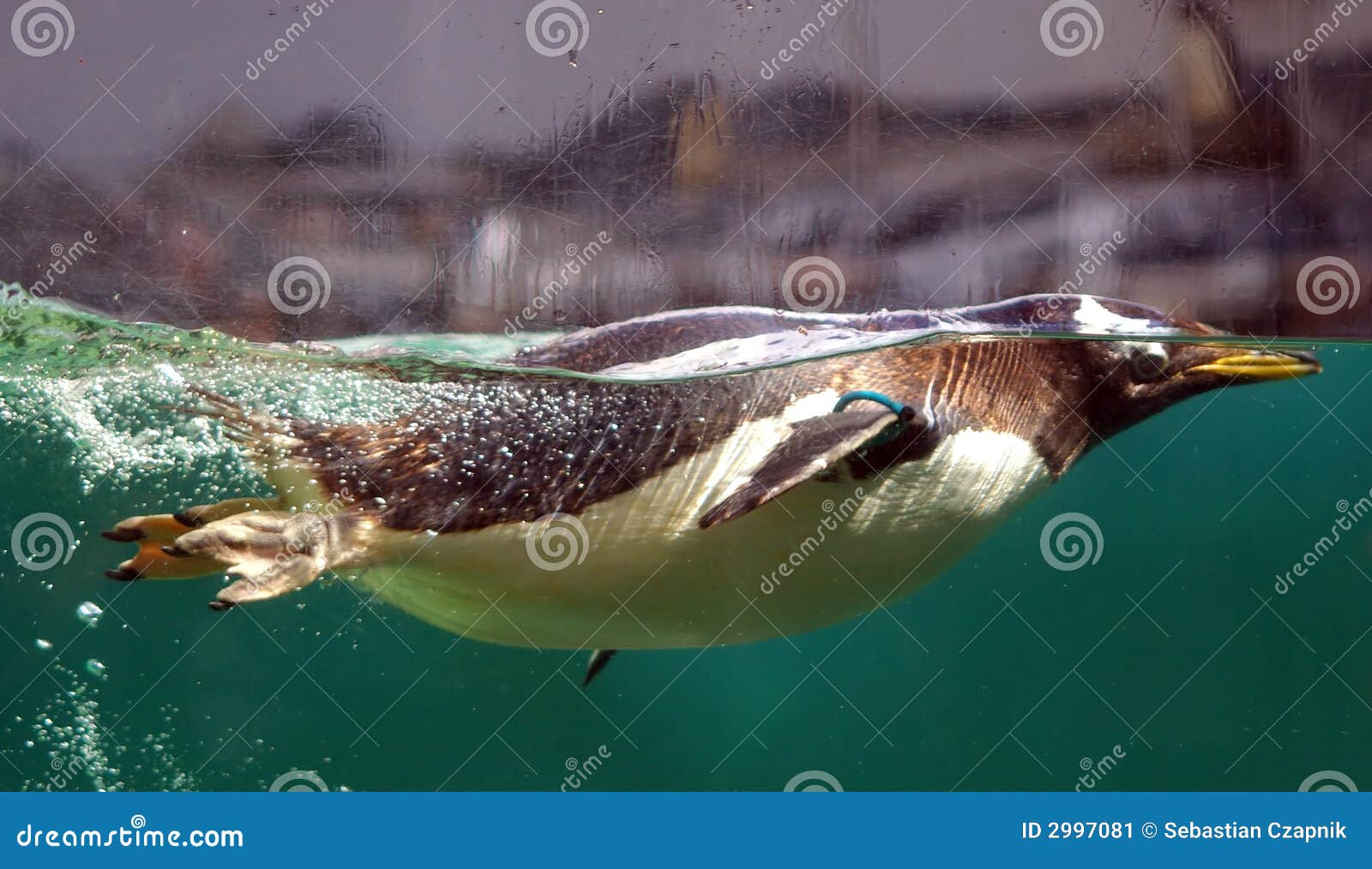Swimming penguin stock image. Image of sphenisciformes - 2997081