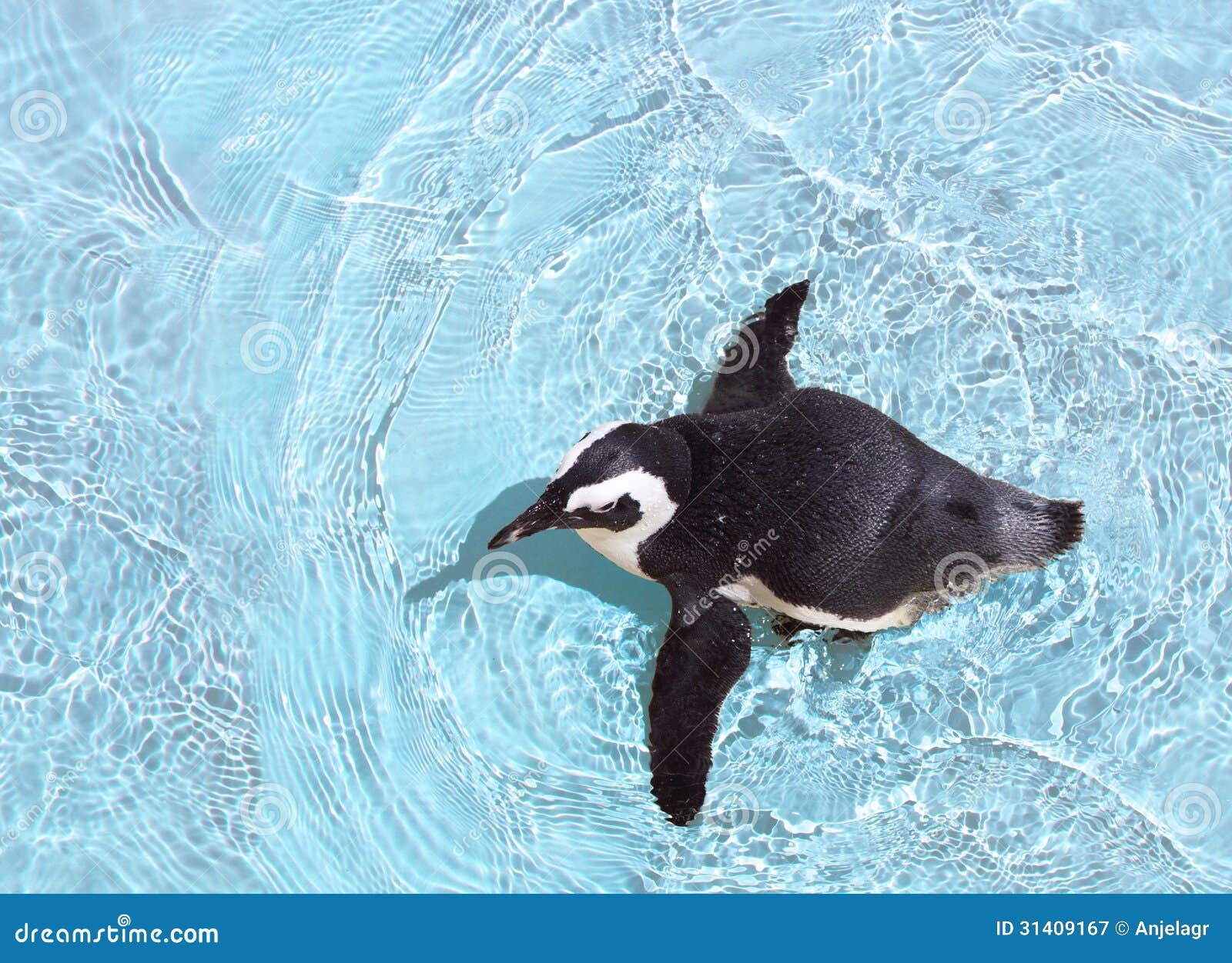 Swimming penguin stock image. Image of marine, penguin - 31409167