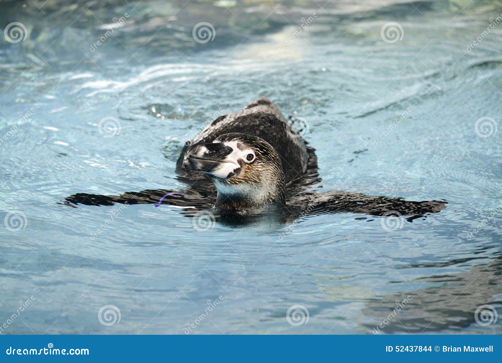 Swimming Penguin stock photo. Image of animals, outdoors - 52437844