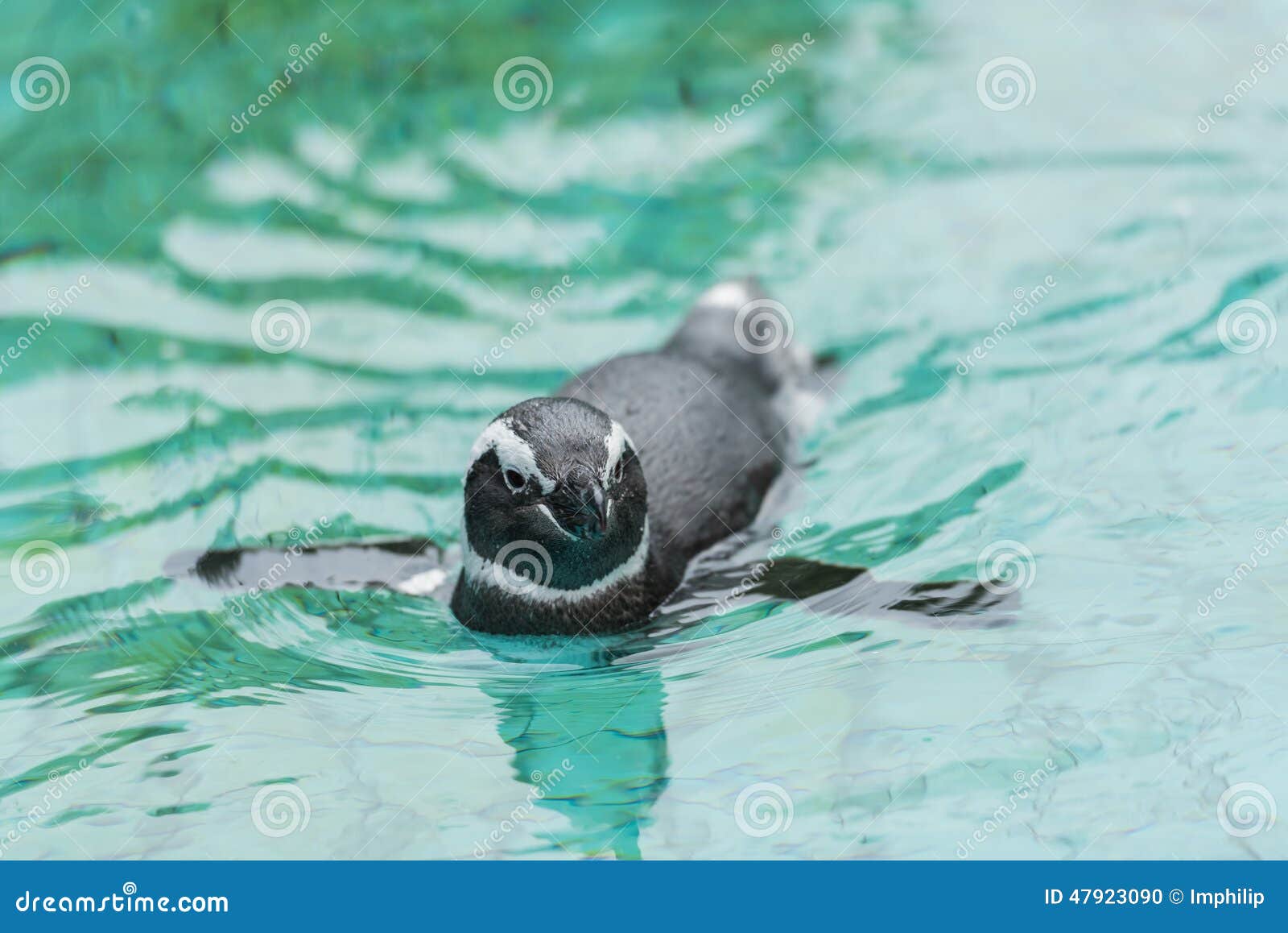 Swimming penguin stock photo. Image of black, life, back - 47923090