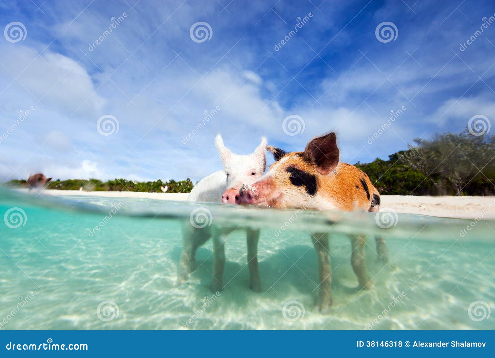 Swimming pigs of Exuma stock photo. Image of seascape - 38146318