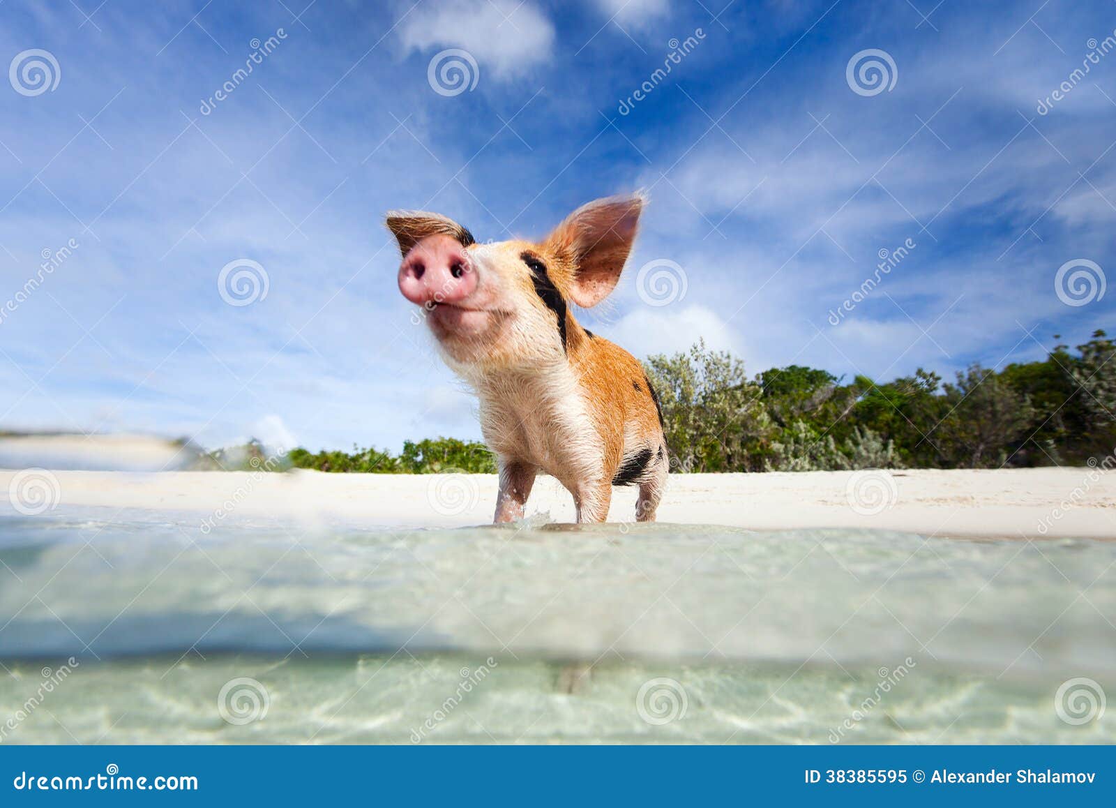 Swimming pigs of Exuma stock image. Image of nature, caribbean - 38385595