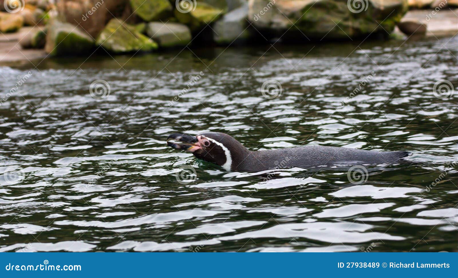 Swimming pinguin stock image. Image of pinguin, wildlife - 27938489