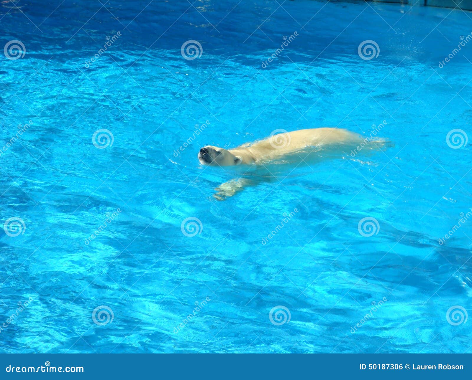 Swimming Polar Bear stock photo. Image of polar, pool - 50187306