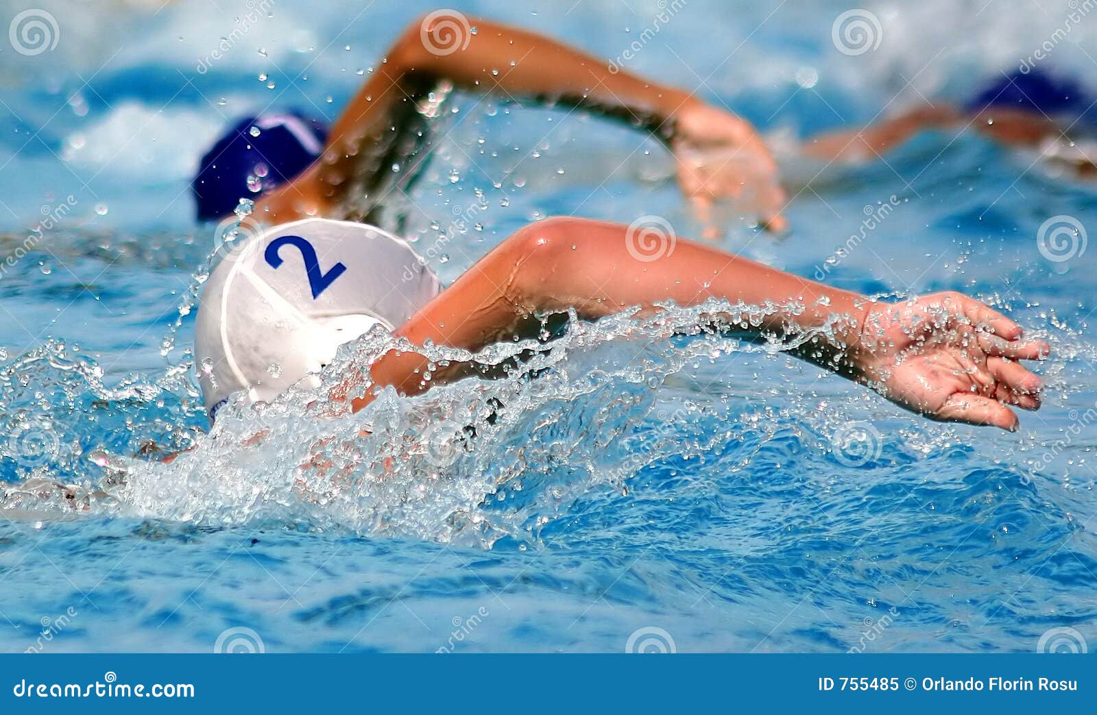 Red Fox Swimming Royalty-Free Stock Image | CartoonDealer.com #43522750