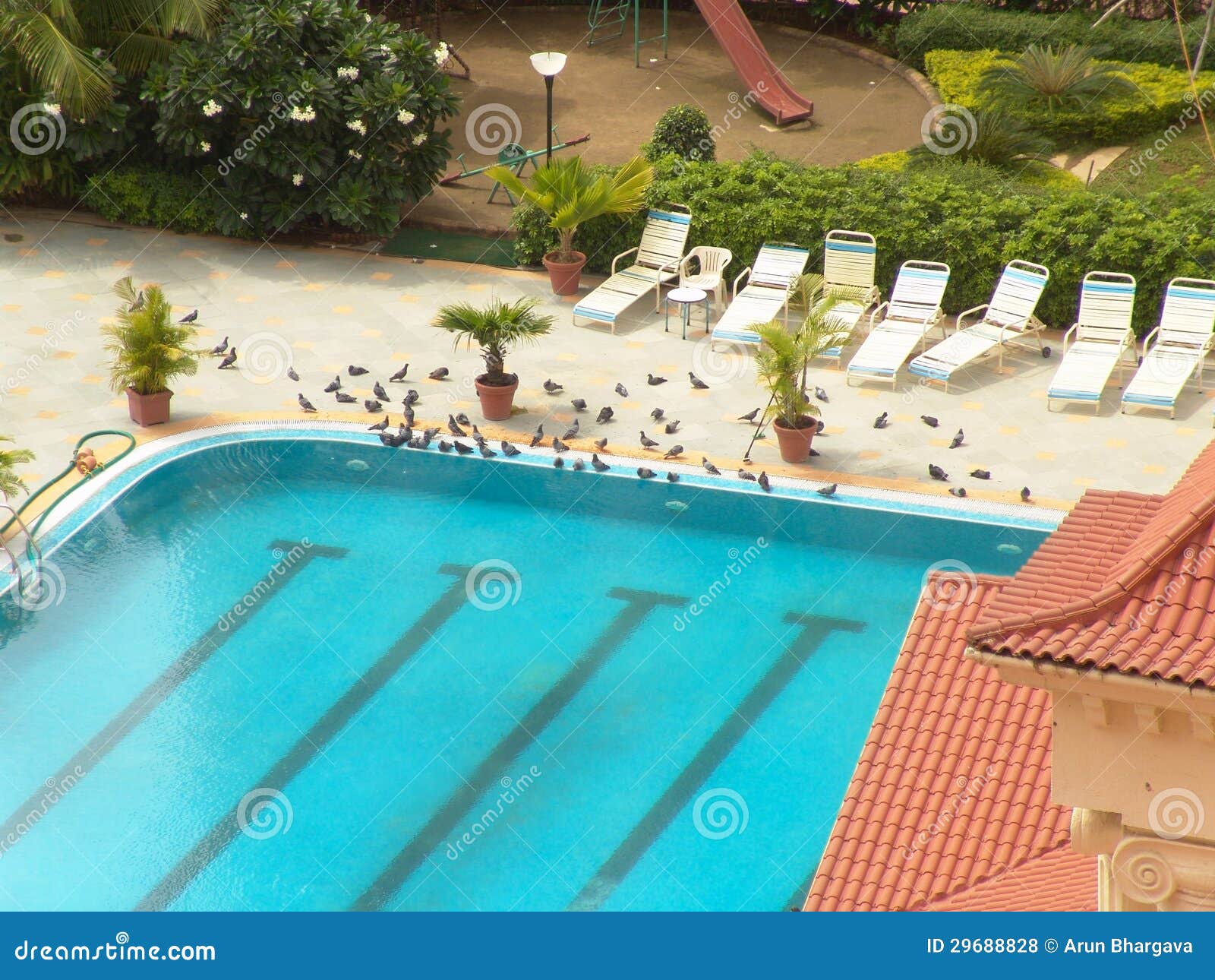 Swimming Pool with Birds stock photo. Image of summertime - 29688828