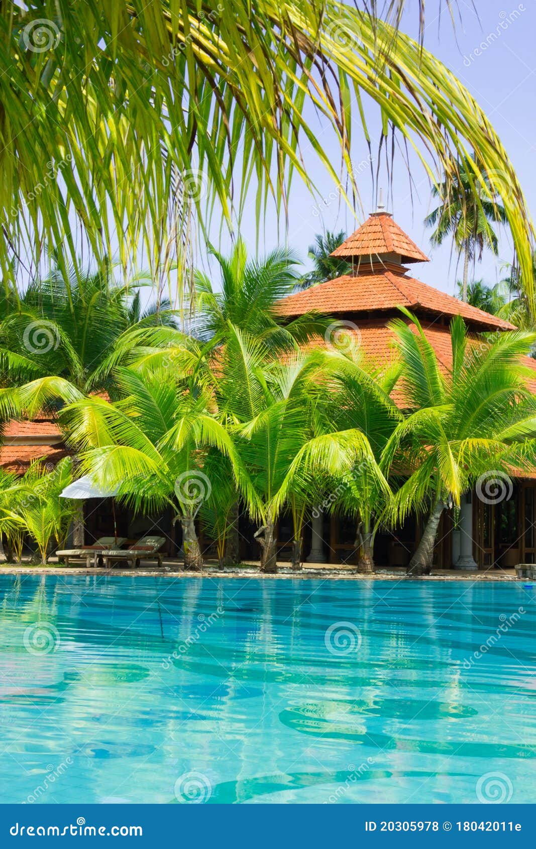 Swimming Pool with Coconut Palm Trees, Vertical Stock Photo - Image of ...