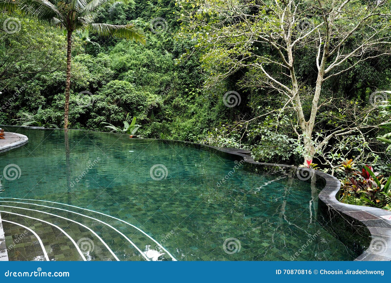 Swimming pool in jungle stock photo. Image of swimming - 70870816