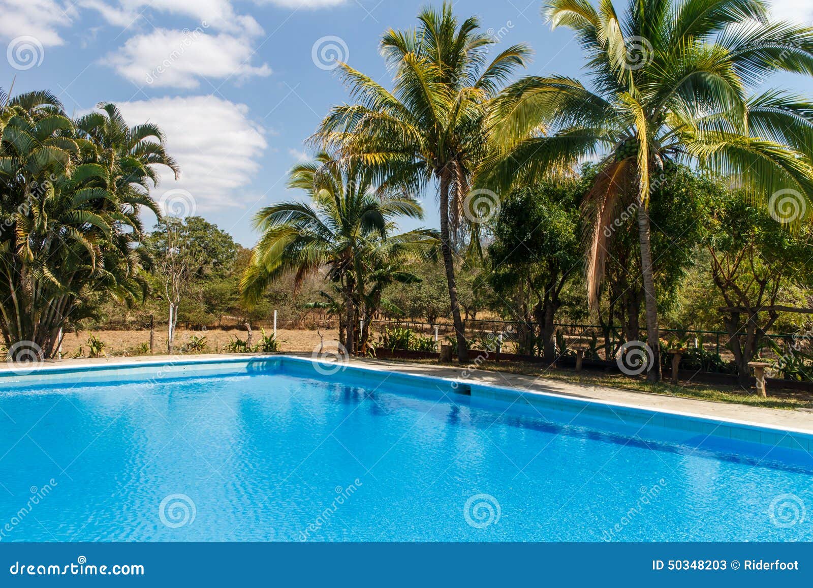 Swimming Pool with Palms at Background Stock Image - Image of ...