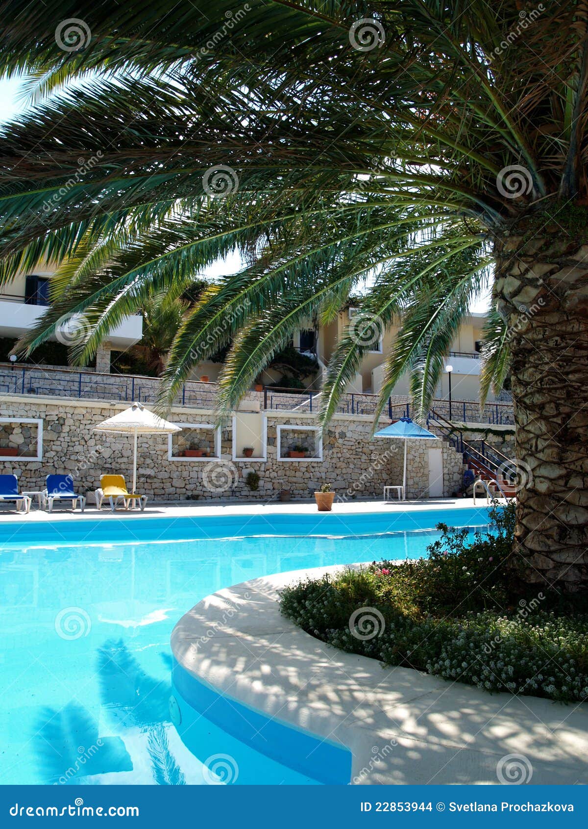 Swimming Pool with Palmtree Stock Photo - Image of leisure, palm: 22853944