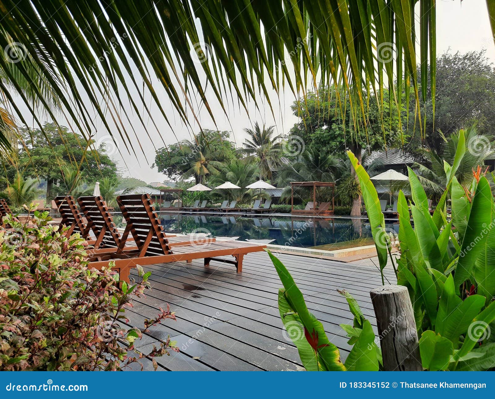 Swimming pool with tree stock photo. Image of tree, flower - 183345152