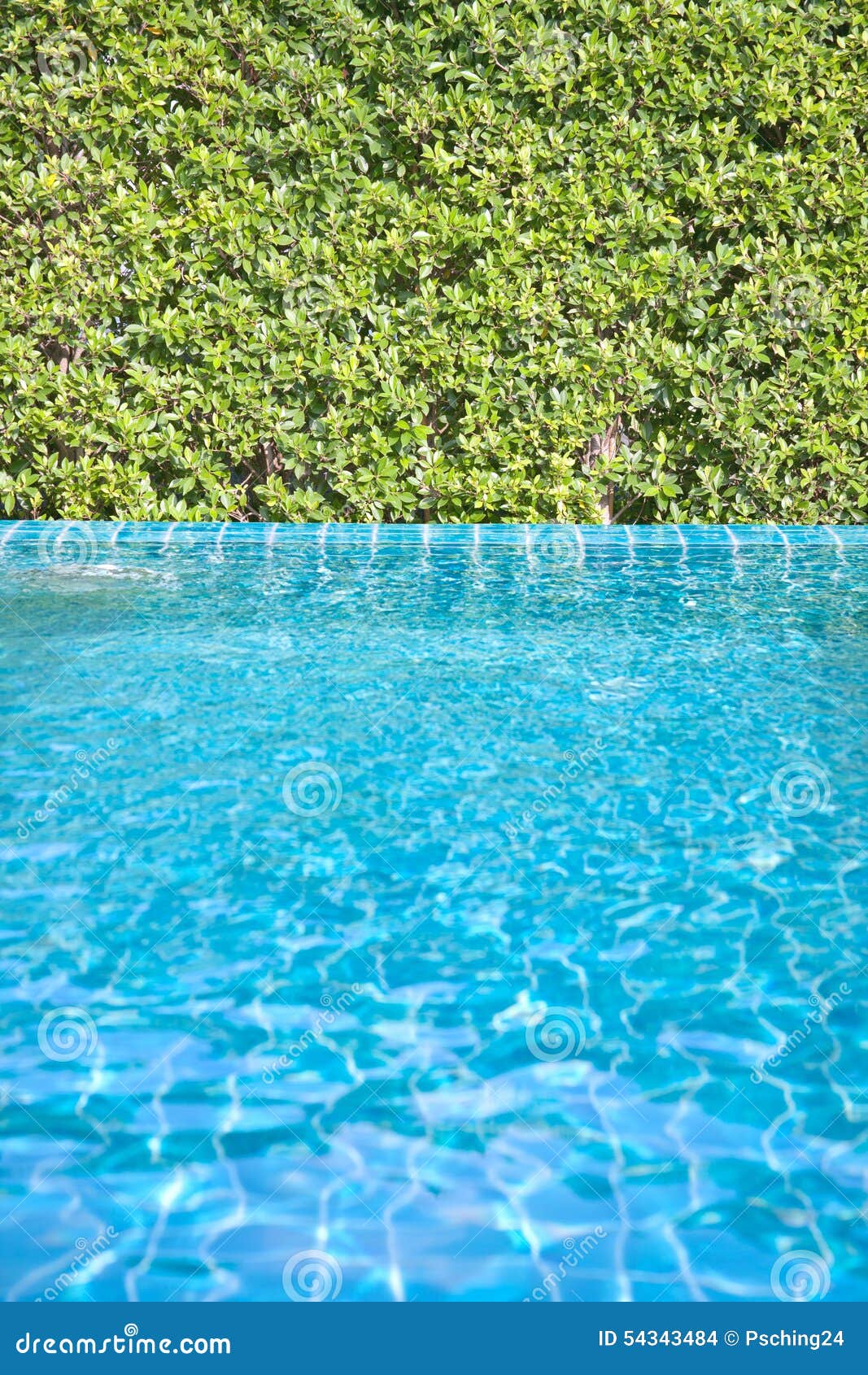 Swimming Pool with Tree Wall Stock Photo - Image of pool, lifestyle ...