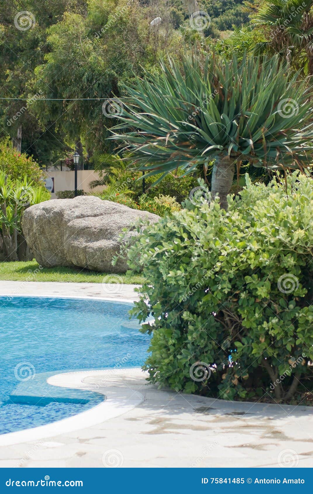 Swimming pool stock image. Image of palm, blue, trees - 75841485
