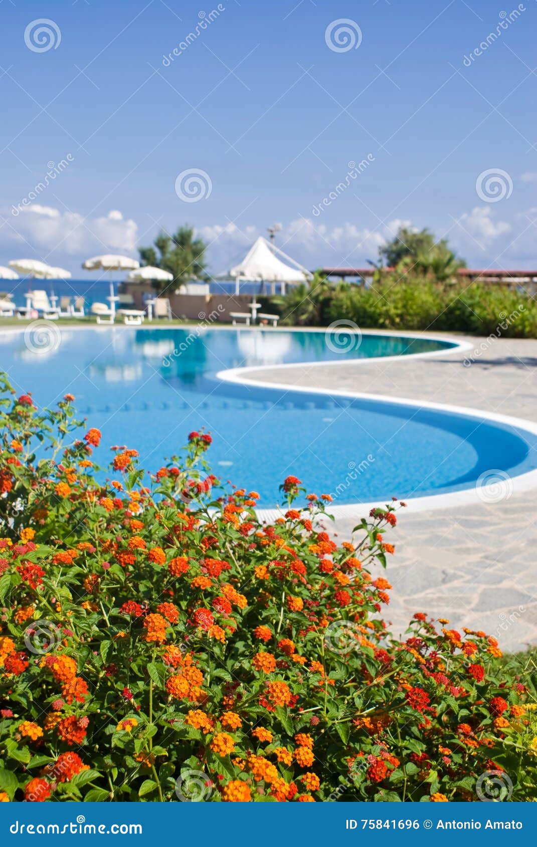 Swimming pool stock photo. Image of palm, holiday, play - 75841696