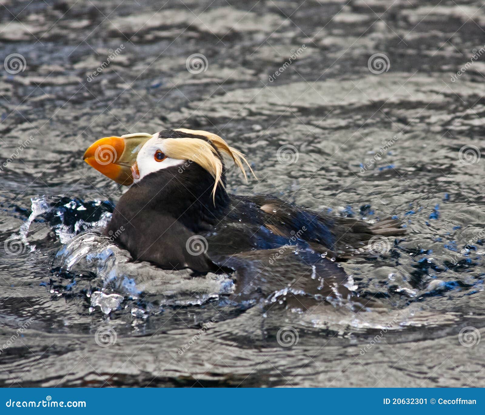 Swimming Puffin stock image. Image of north, seward, splash - 20632301
