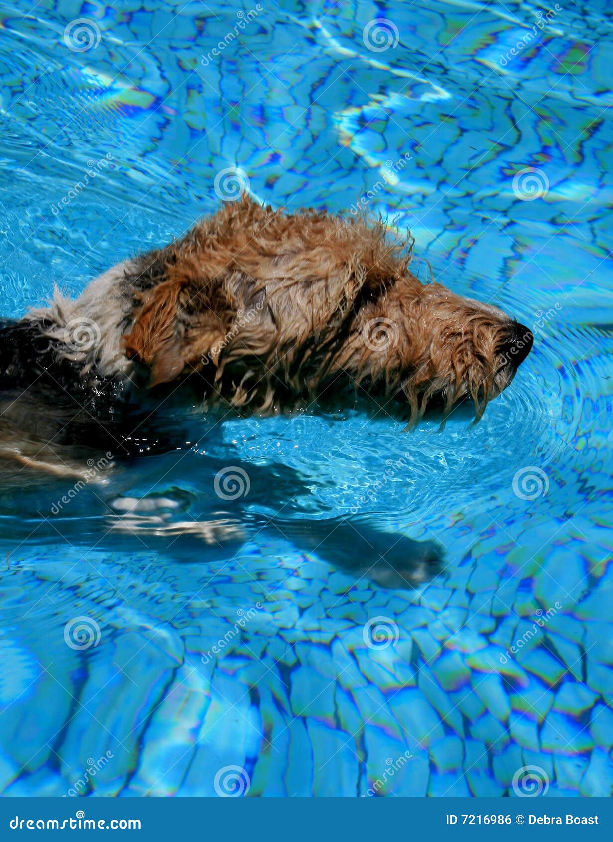 Swimming pup stock photo. Image of friendly, affectionate - 7216986