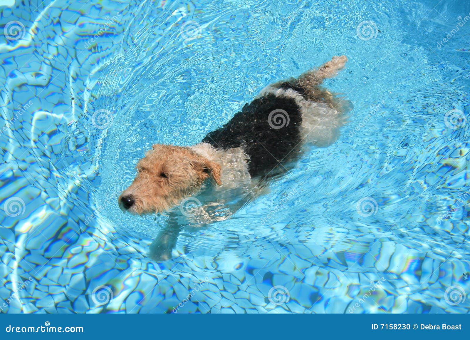 Swimming puppy stock photo. Image of summer, swim, blue - 7158230