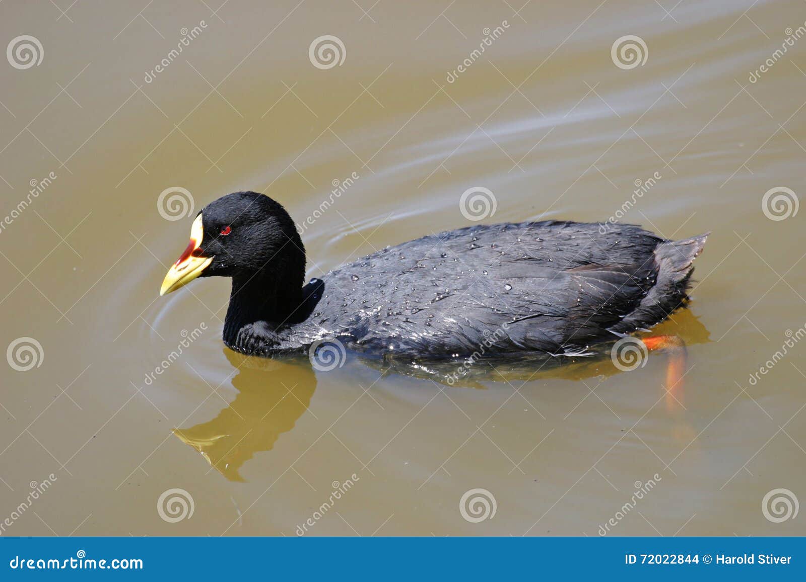 Swimming Red-gartered Coot, Fulica Armillata Stock Photo - Image of ...