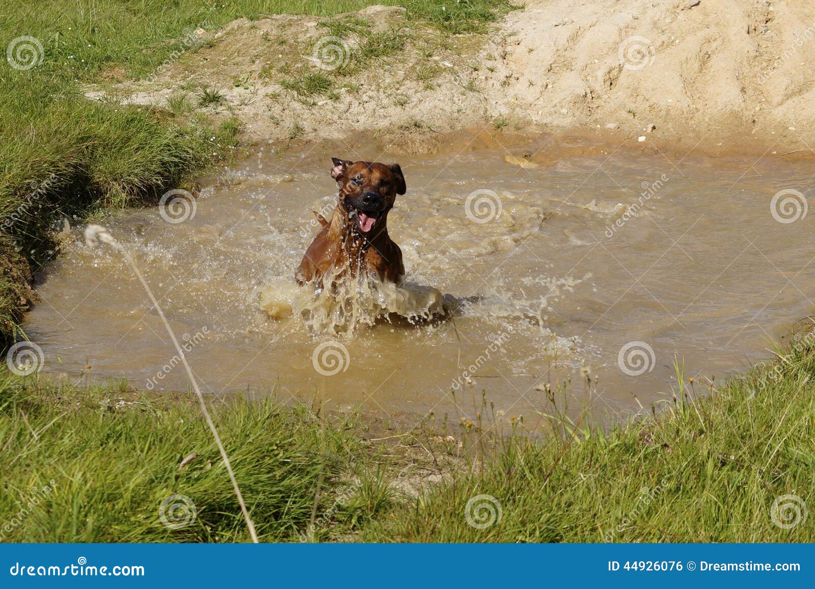 Swimming Rhodesian Ridgeback Stock Photo - Image of swimming, bathes ...