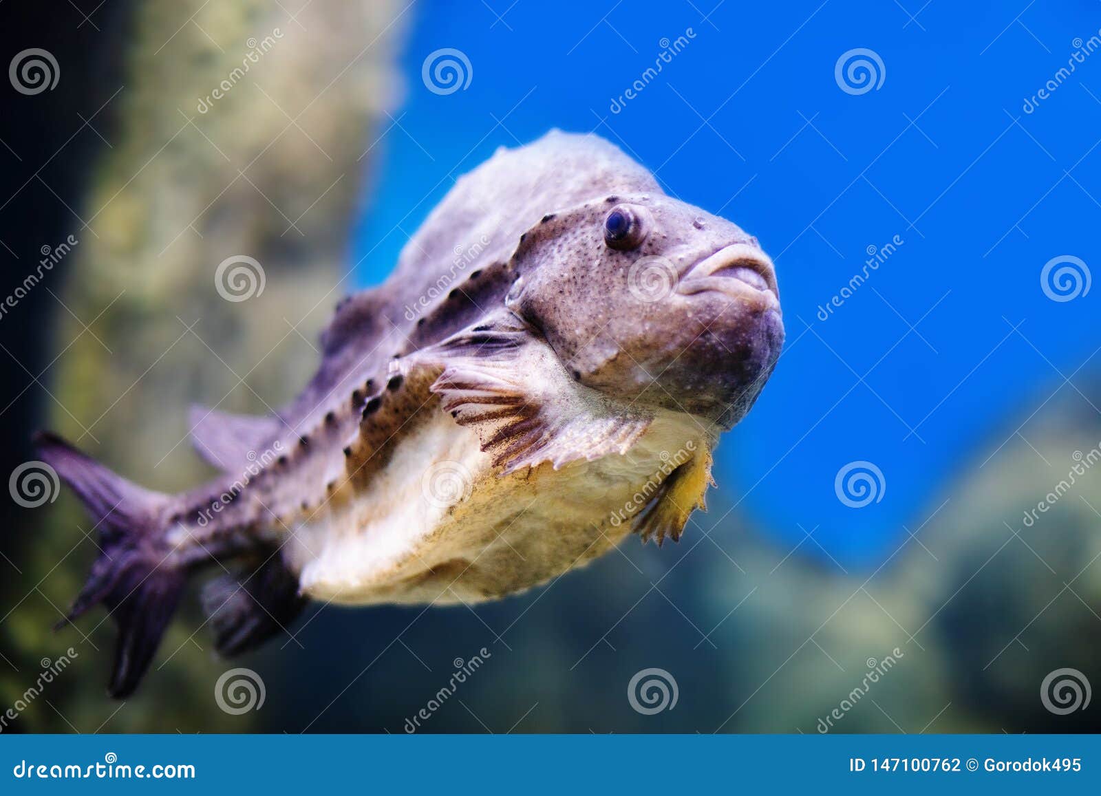 Swimming Sea Fish, Shallow Depth of Field, Selective Focus. Stock Photo ...