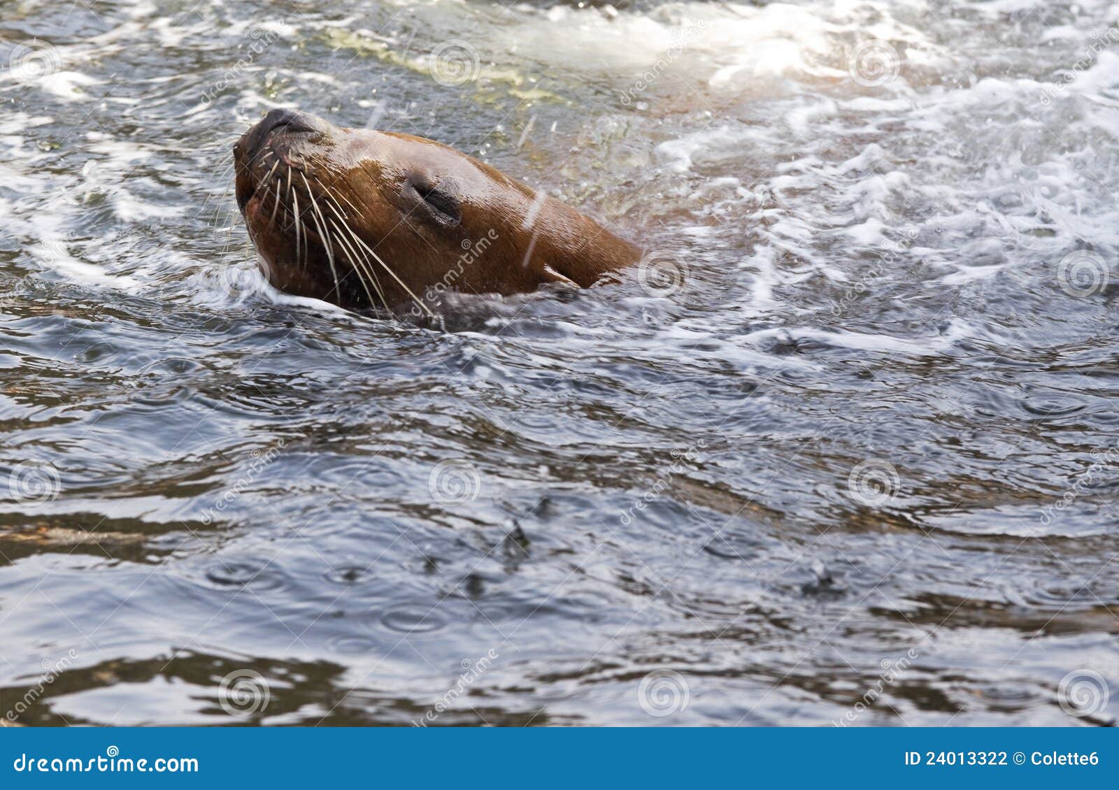 Swimming sea-lion stock photo. Image of wildlife, mammal - 24013322