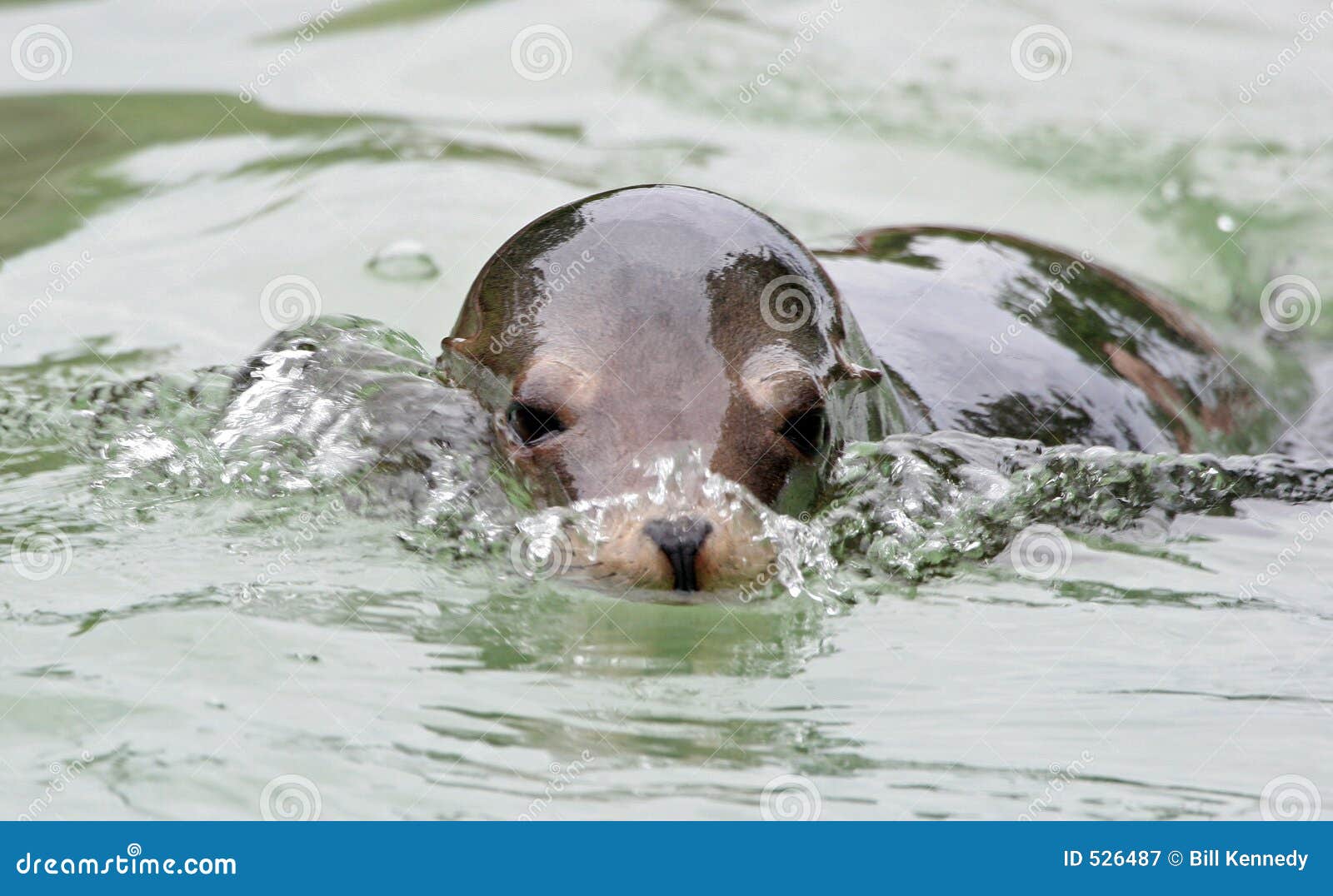 Swimming Sea Lion stock image. Image of wildlife, mammal - 526487