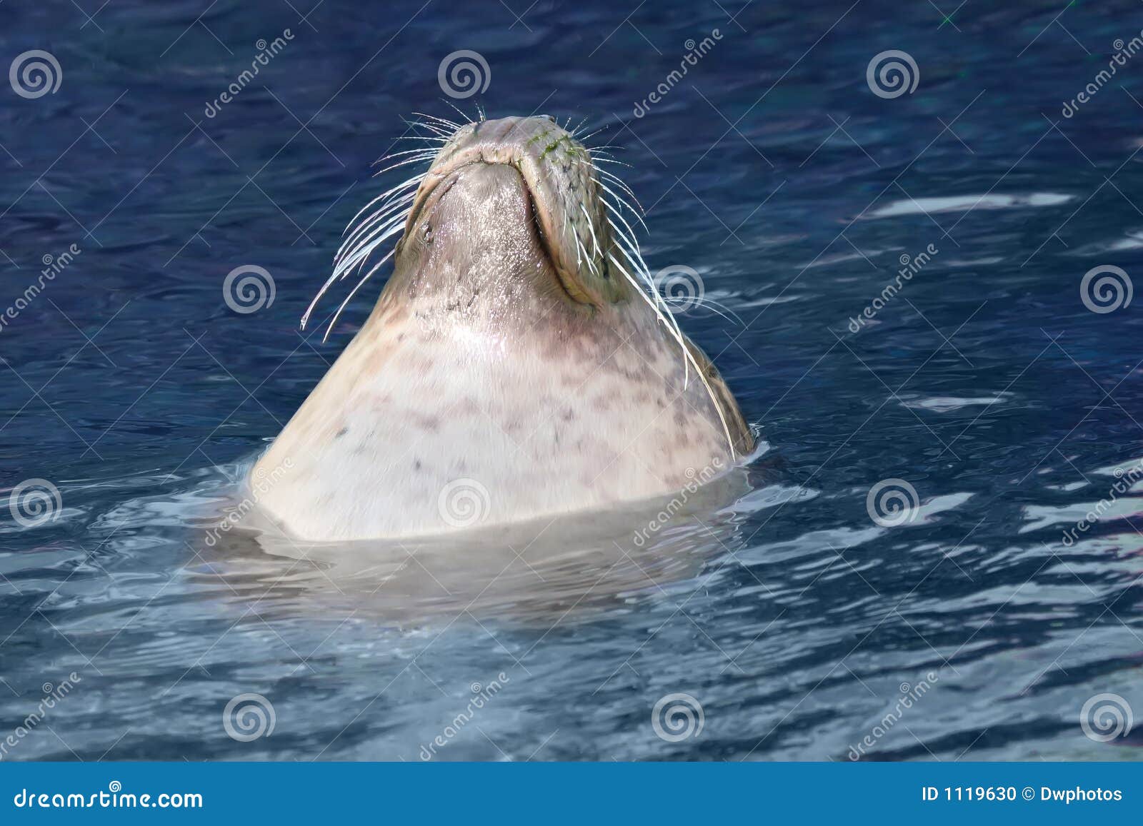 Swimming Sea Lion at Sun Bathing Stock Photo - Image of wildlife ...