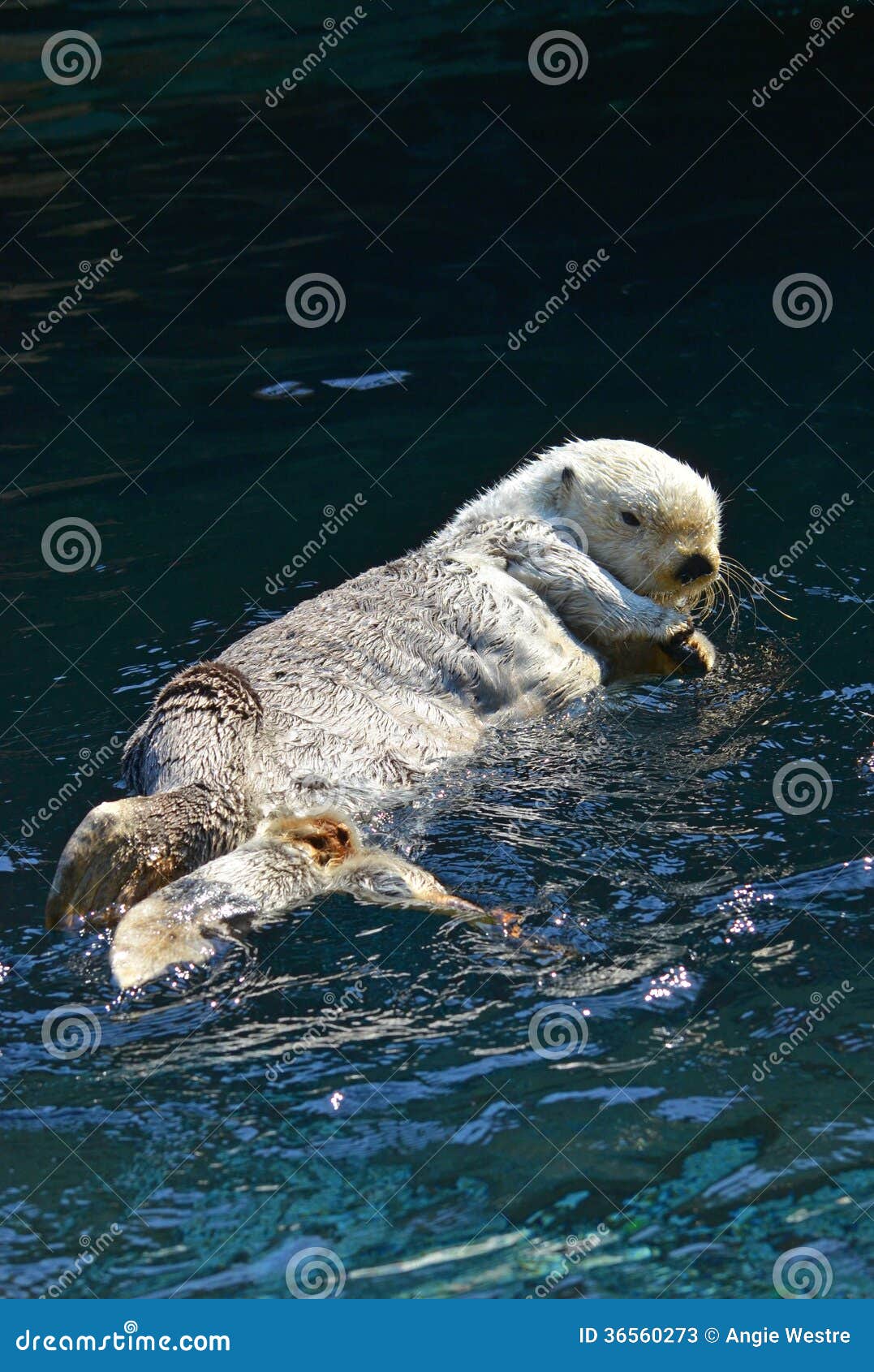 Swimming Sea Otter stock image. Image of floating, otter - 36560273