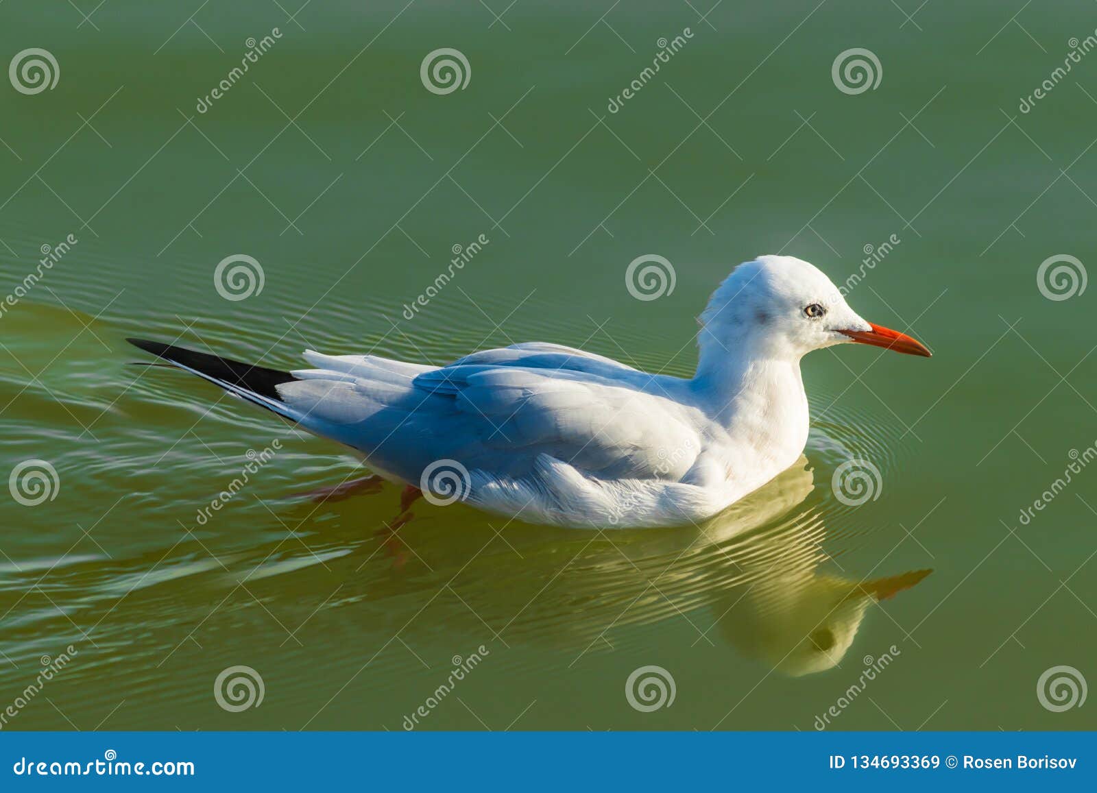Swimming Seagull Stock Images - Download 2,711 Royalty Free Photos