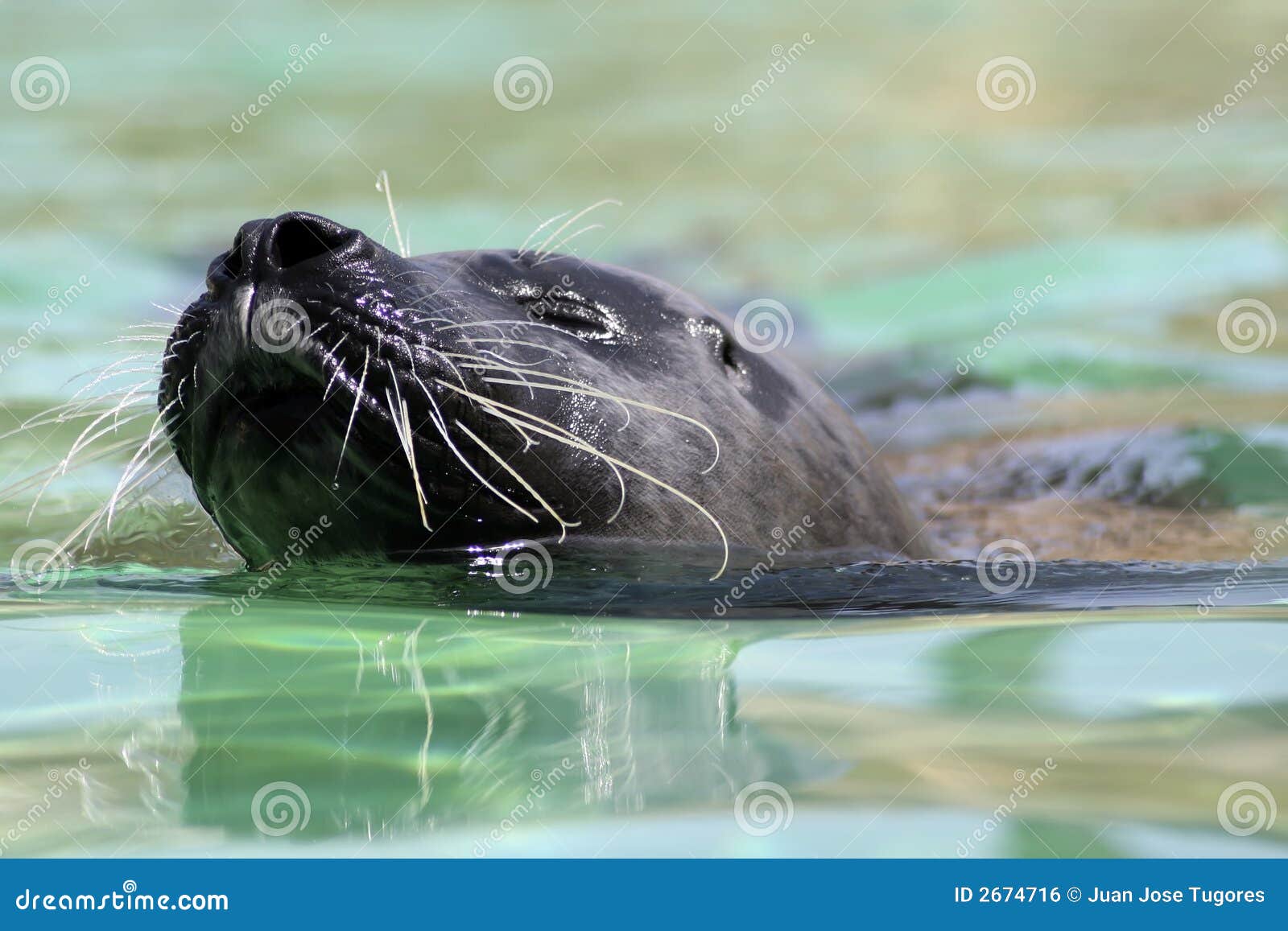 Swimming seal stock photo. Image of curiously, curiosity - 2674716