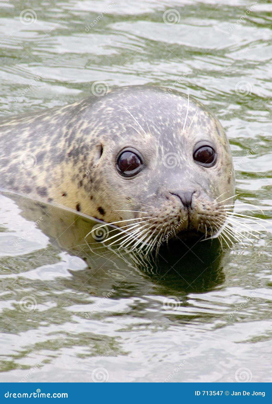 Swimming Seal stock image. Image of jong, swimming, seals - 713547