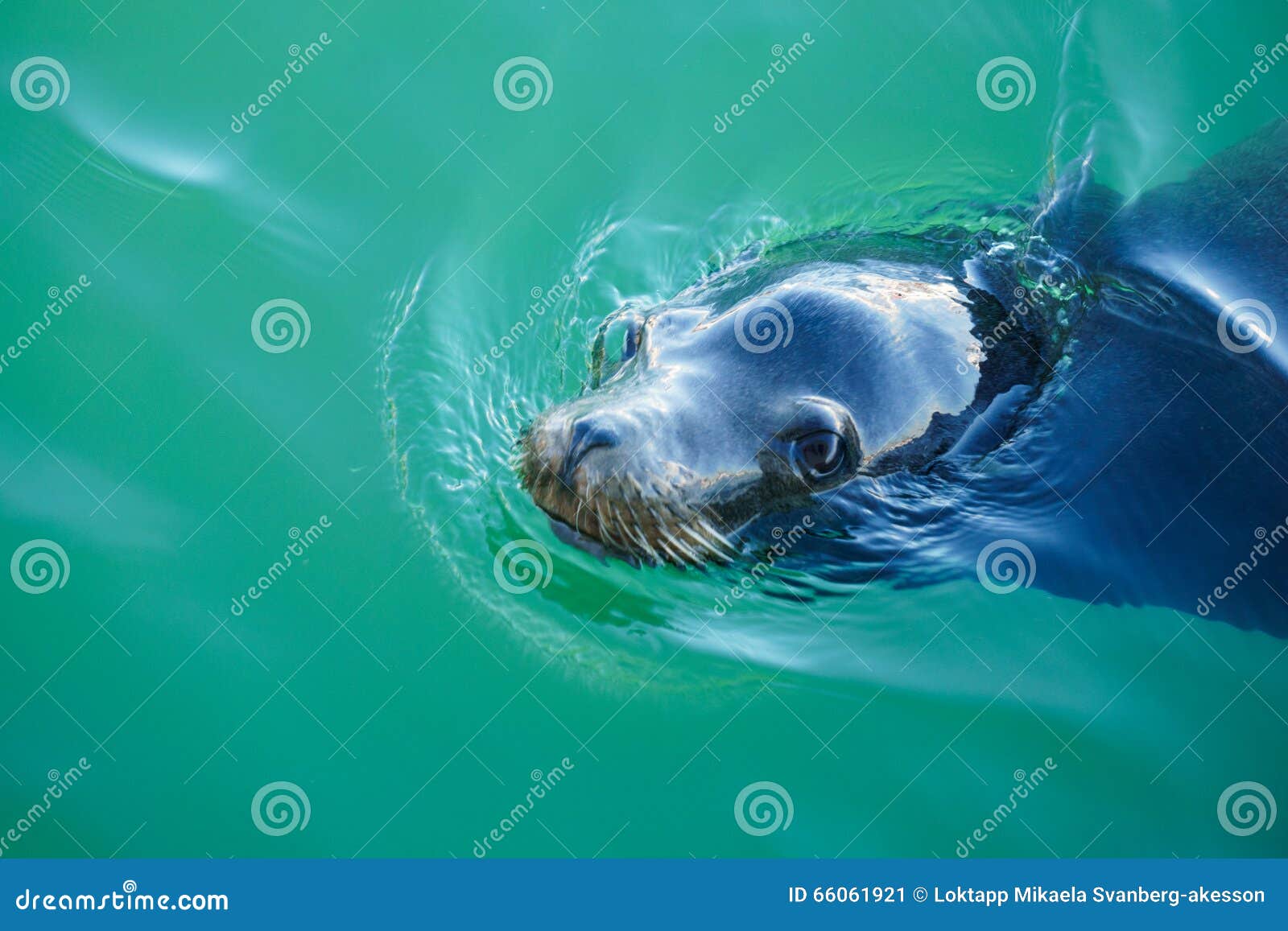 Swimming Seal stock image. Image of animals, pacific - 66061921