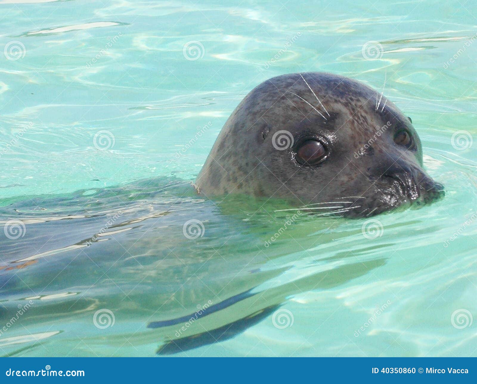 Swimming seal stock photo. Image of seal, close, fauna - 40350860