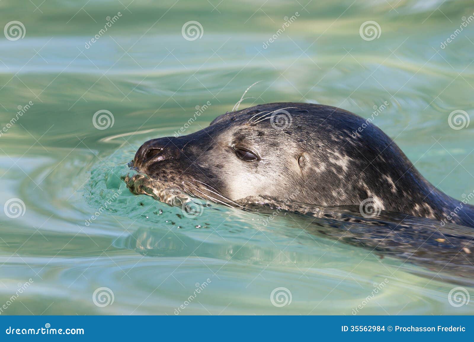 Swimming seal stock photo. Image of close, saver, outdoors - 35562984