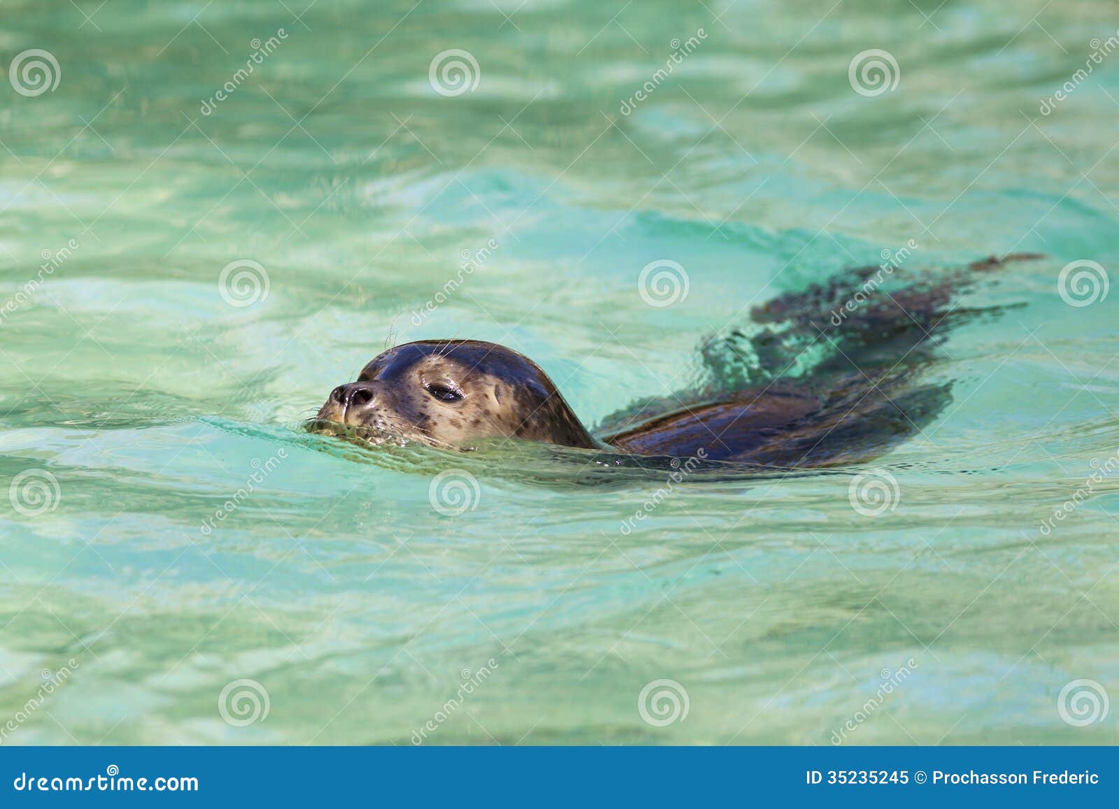 Swimming seals stock image. Image of water, seal, phoca - 35235245