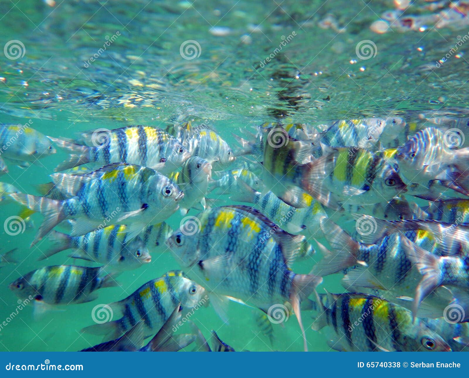 Swimming Sergeant Major Fish Stock Photo - Image of silver, major: 65740338