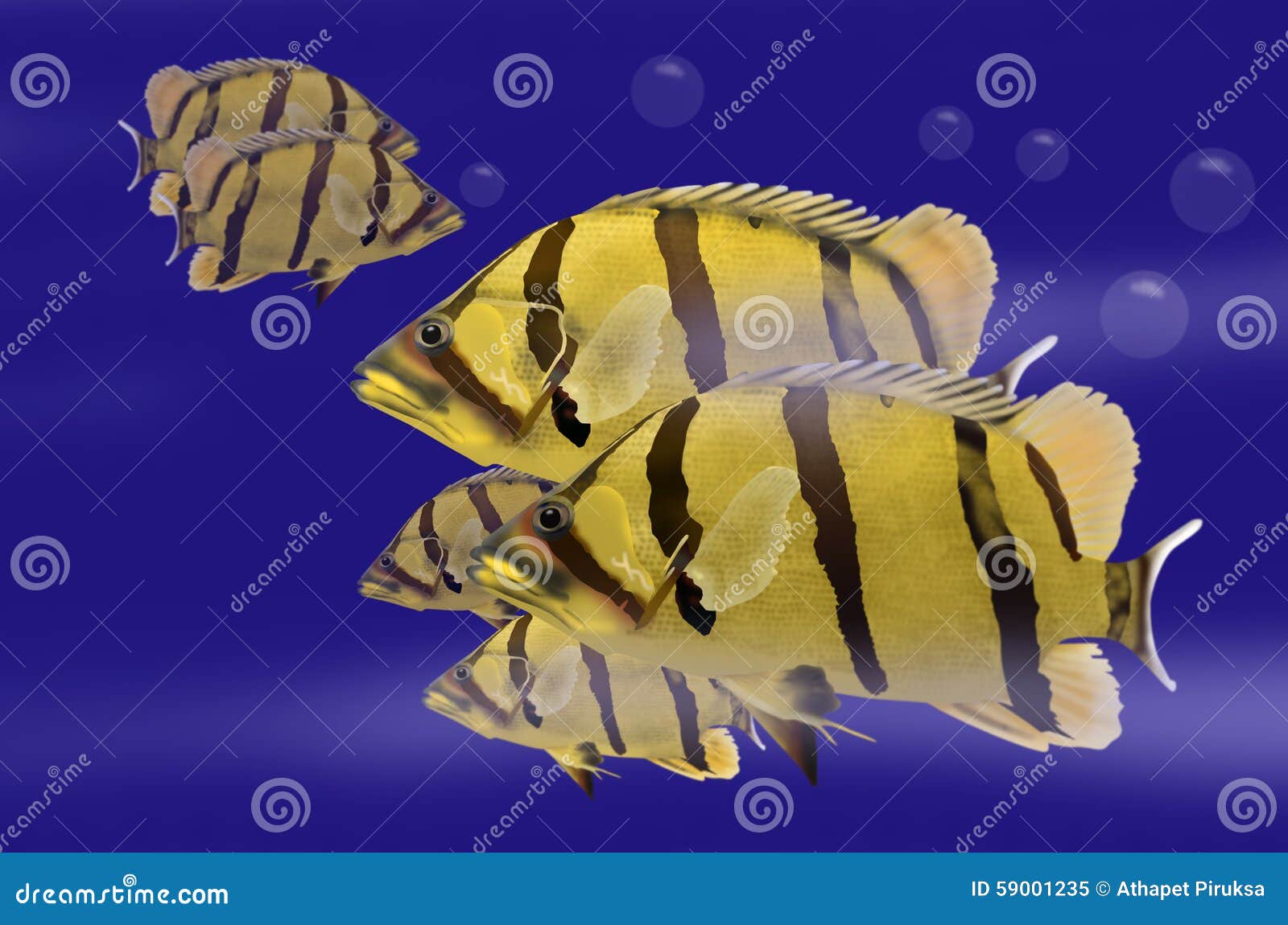 Swimming siamese tigerfish stock illustration. Illustration of fish ...